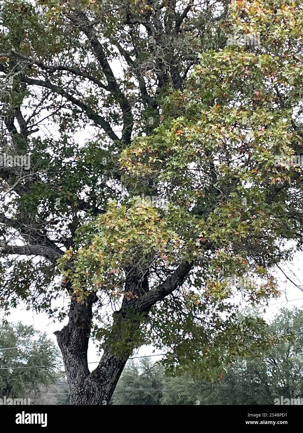 Buckley's oak (Quercus buckleyi Stock Photo - Alamy