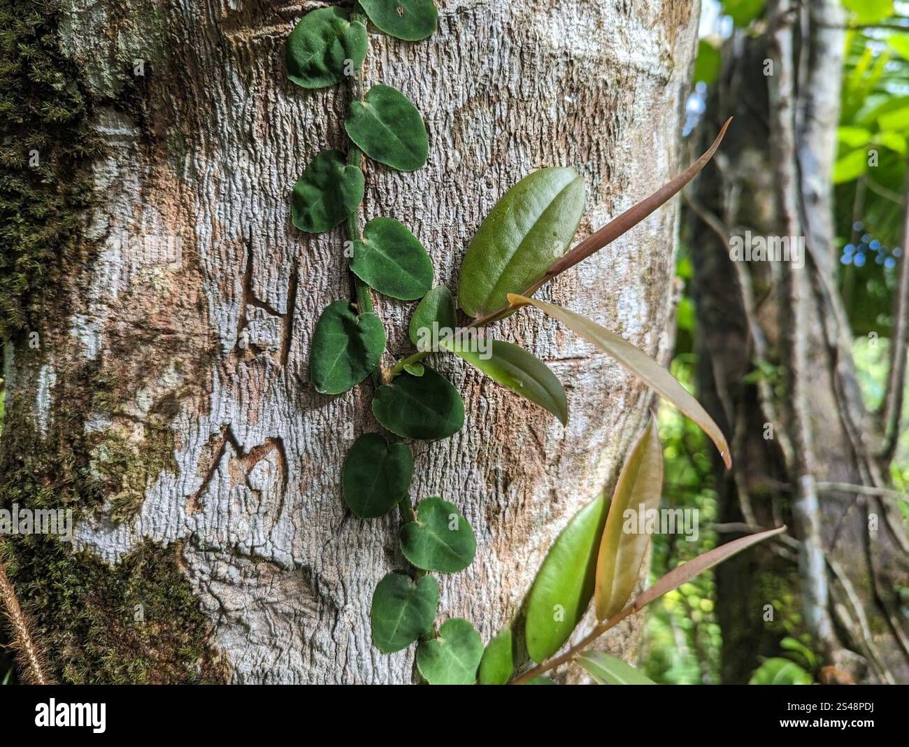 Shingle Vine (Marcgravia rectiflora Stock Photo - Alamy