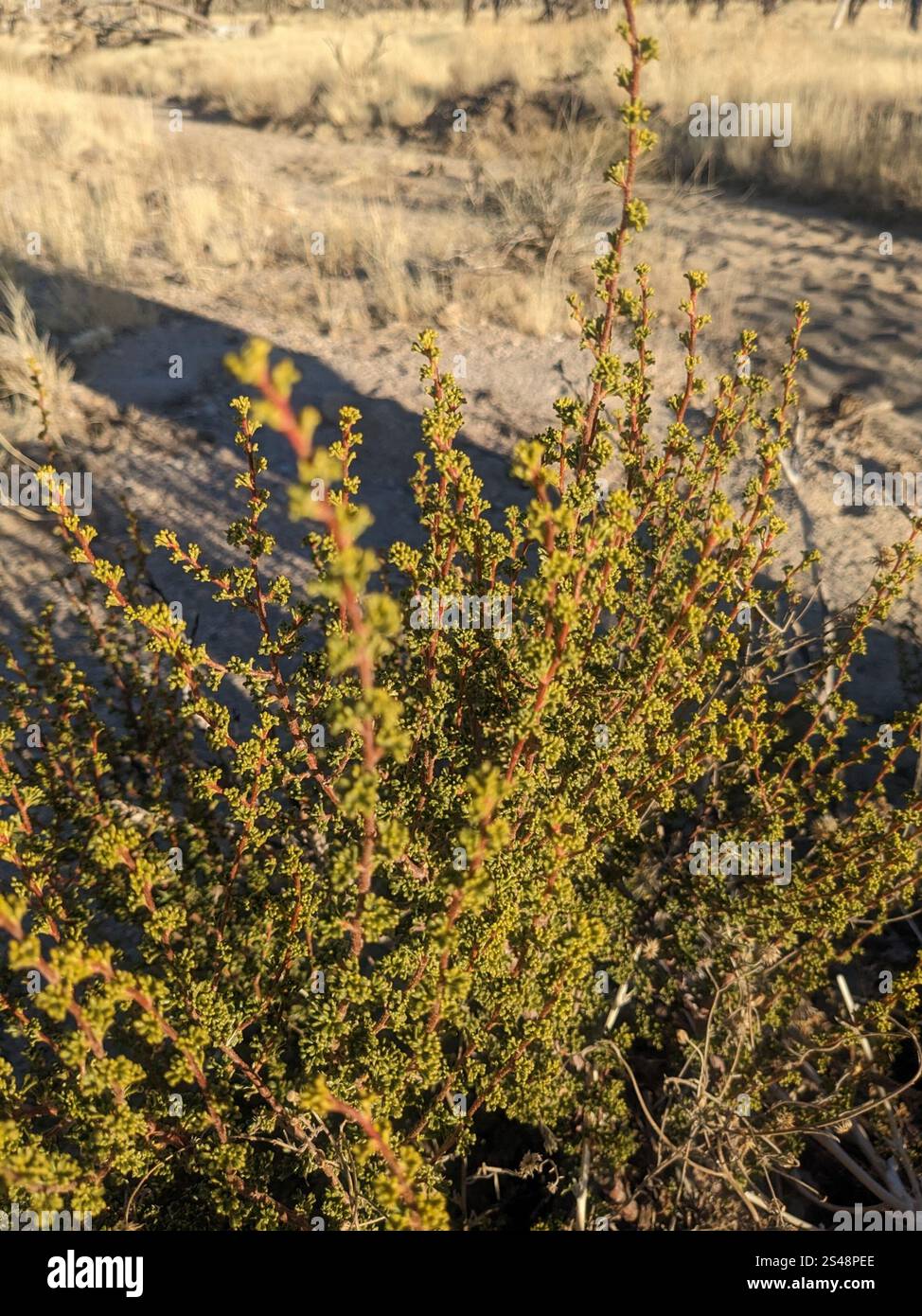 desert bitterbrush (Purshia glandulosa Stock Photo - Alamy