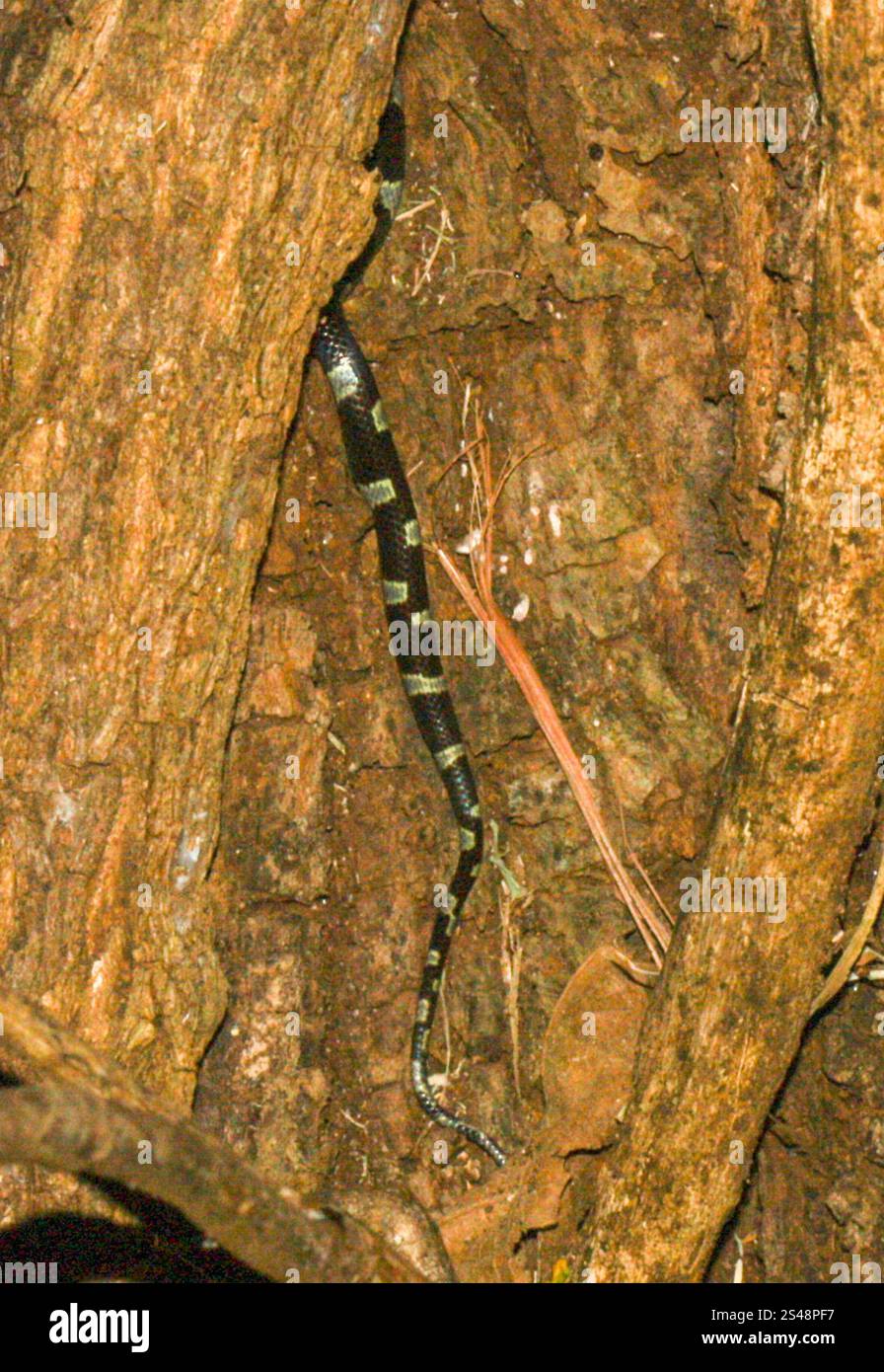 Black-banded Cat-eyed Snake (Leptodeira nigrofasciata Stock Photo - Alamy