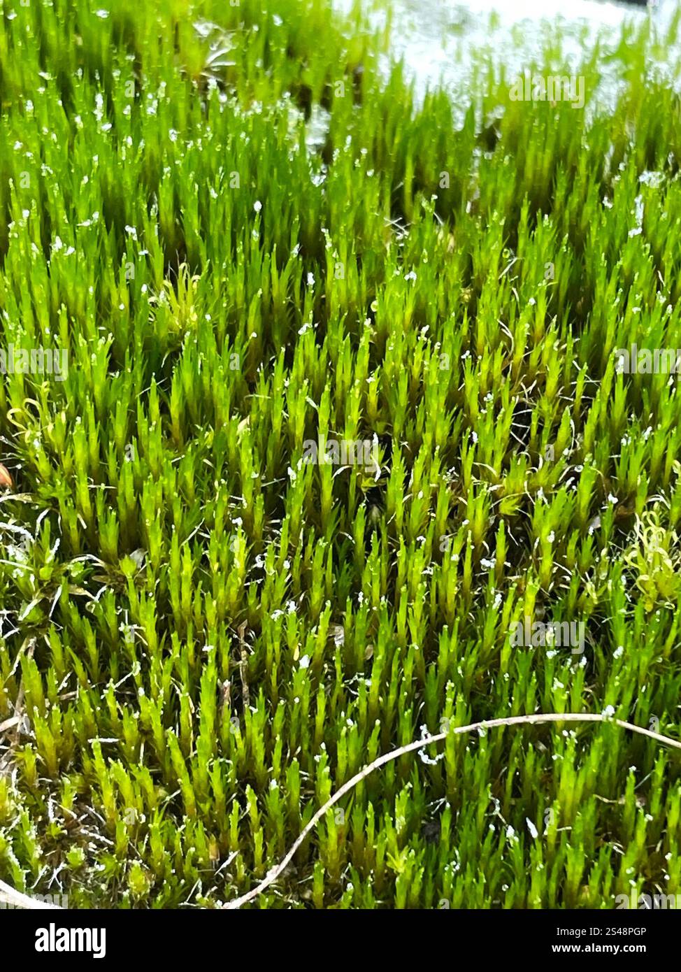 Heath Star-moss (Campylopus introflexus Stock Photo - Alamy