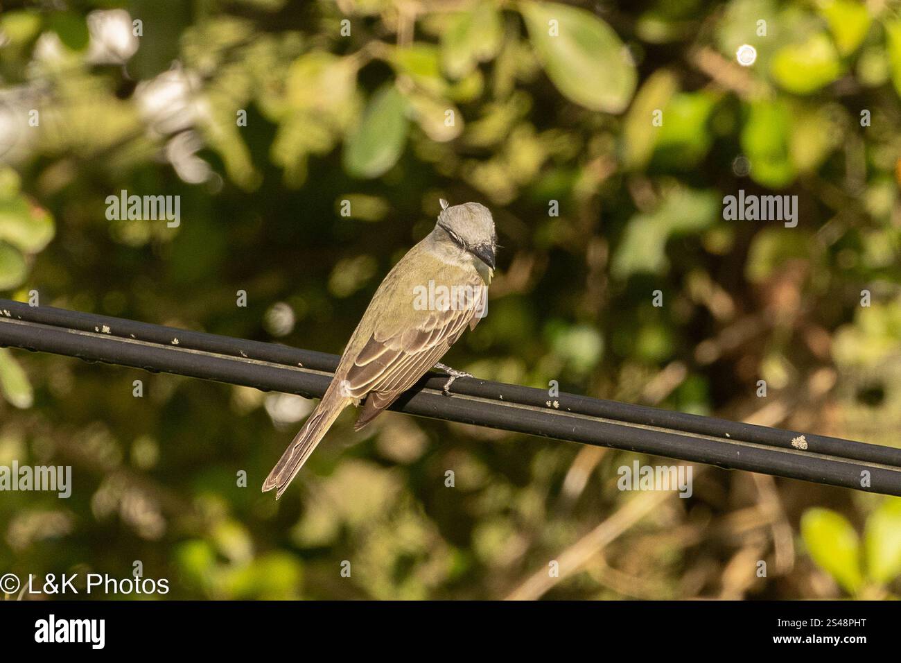 Tropical Kingbird (Tyrannus melancholicus Stock Photo - Alamy