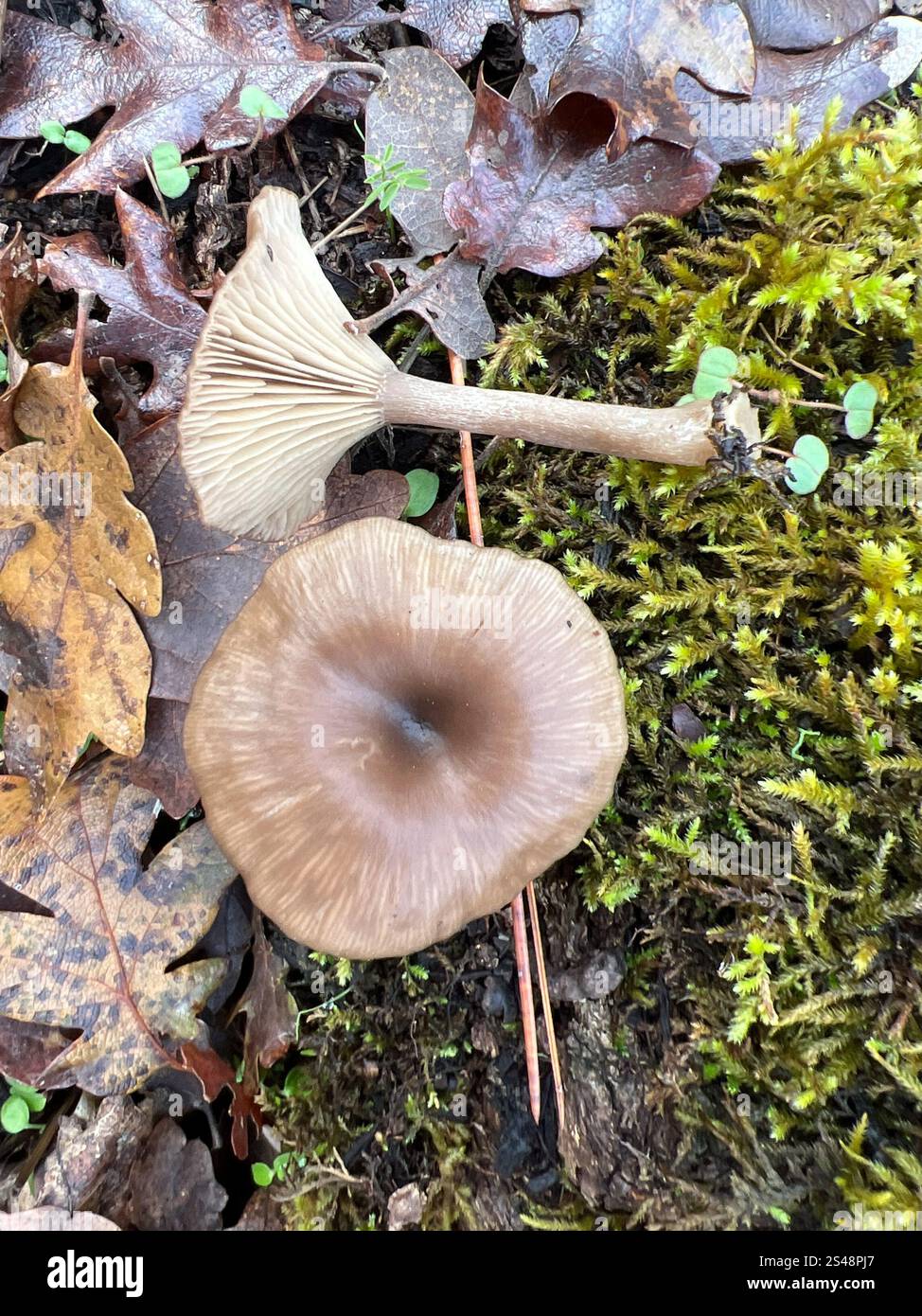 The Goblet (Pseudoclitocybe cyathiformis Stock Photo - Alamy