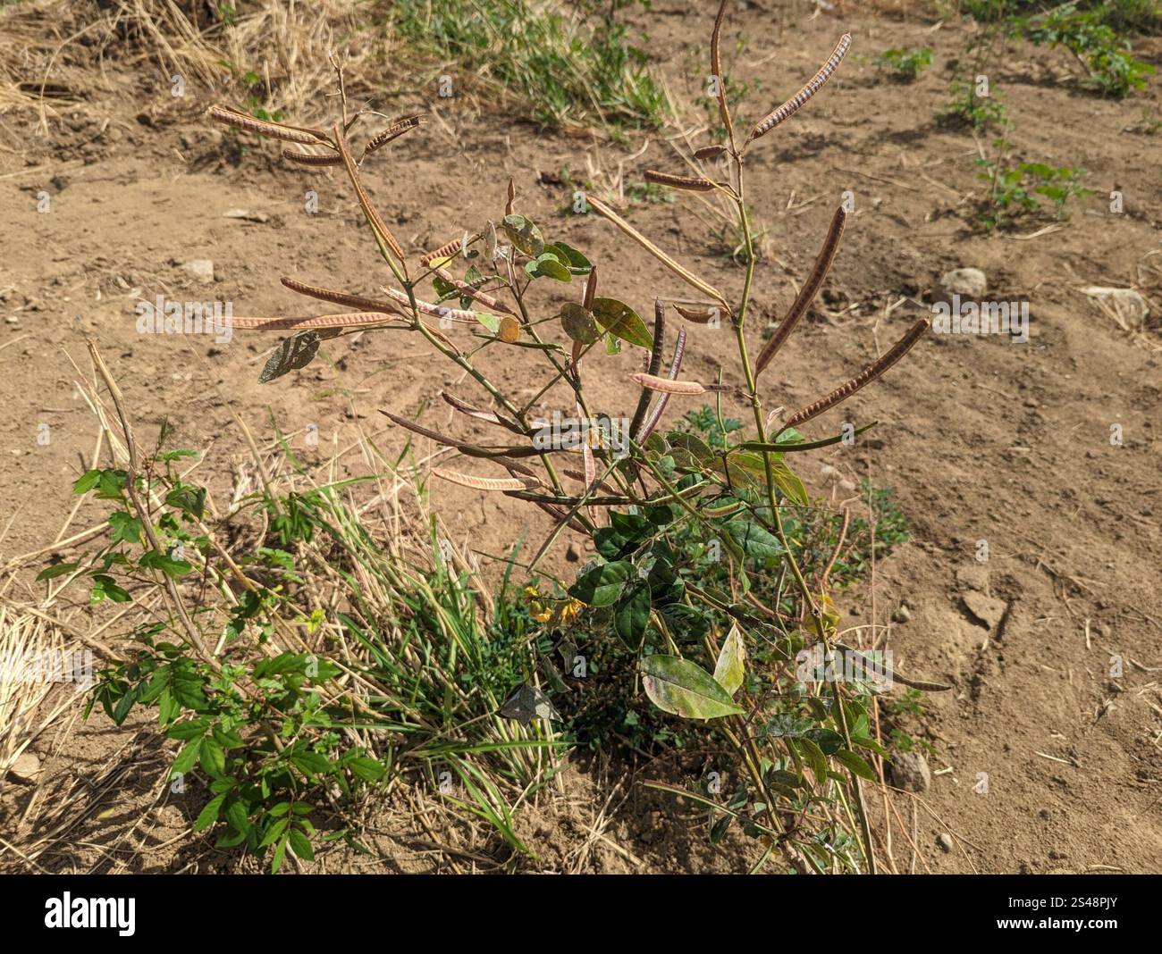 Coffee Senna (Senna occidentalis Stock Photo - Alamy