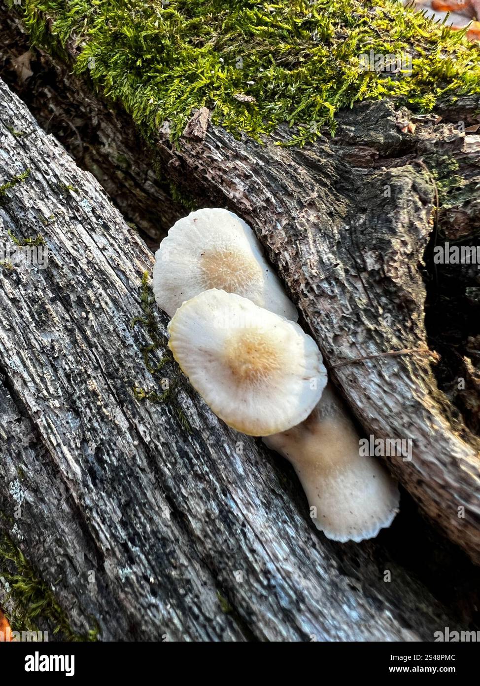 clustered bonnet (Mycena inclinata Stock Photo - Alamy