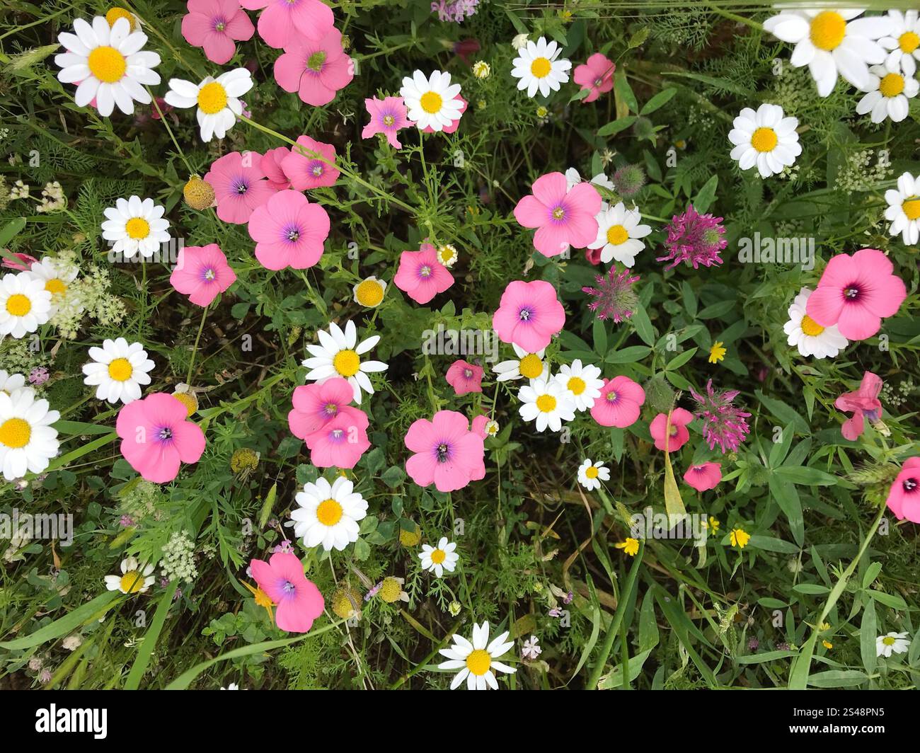 Linum pubescens hi-res stock photography and images - Alamy