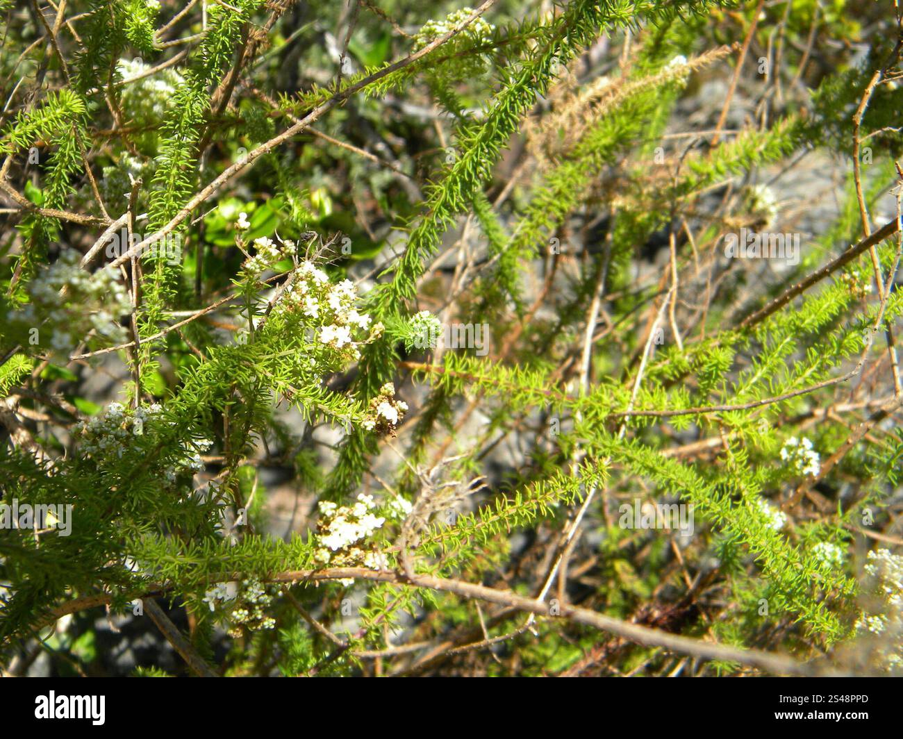 Stiff Bitterbush (Selago corymbosa Stock Photo - Alamy