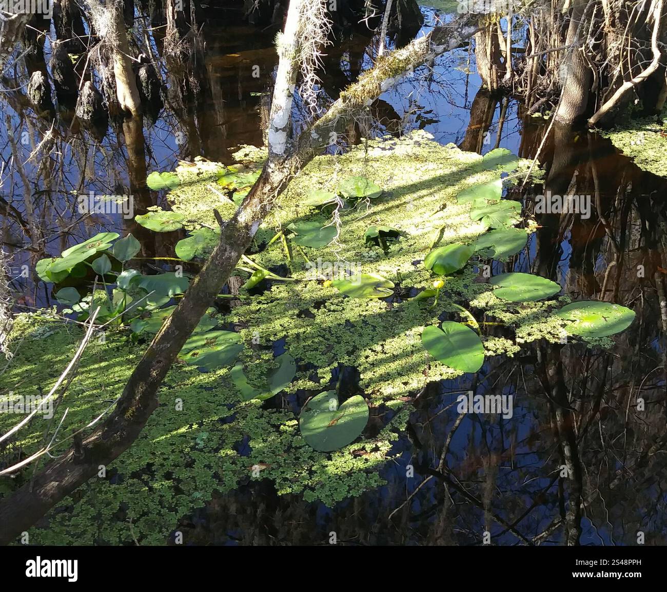 spatterdock (Nuphar advena Stock Photo - Alamy