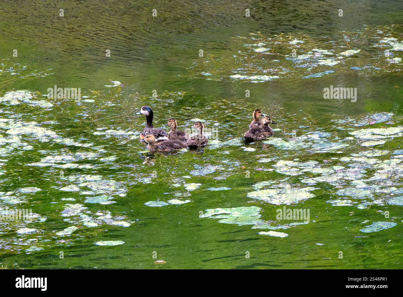 flora and fauna in southern Chile, near Puerto Varas and Frutillar ...