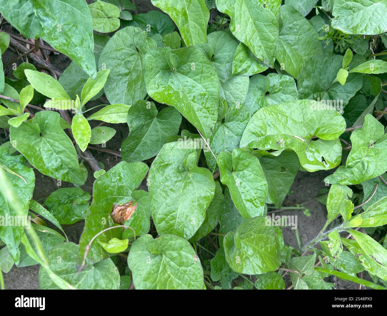 large bindweed (Calystegia silvatica Stock Photo - Alamy