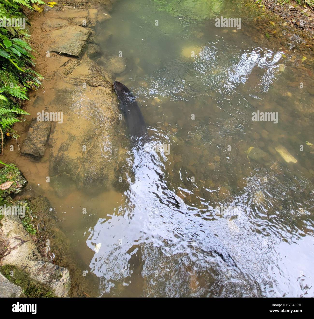 New Zealand Longfin Eel (Anguilla dieffenbachii Stock Photo - Alamy