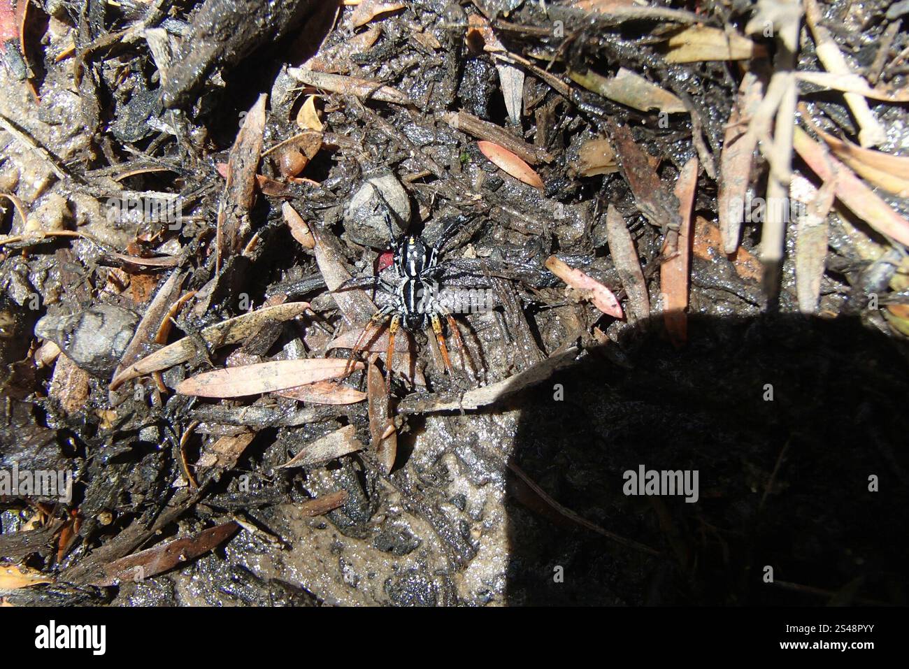 Spotted Ground Swift Spider (Nyssus coloripes Stock Photo - Alamy