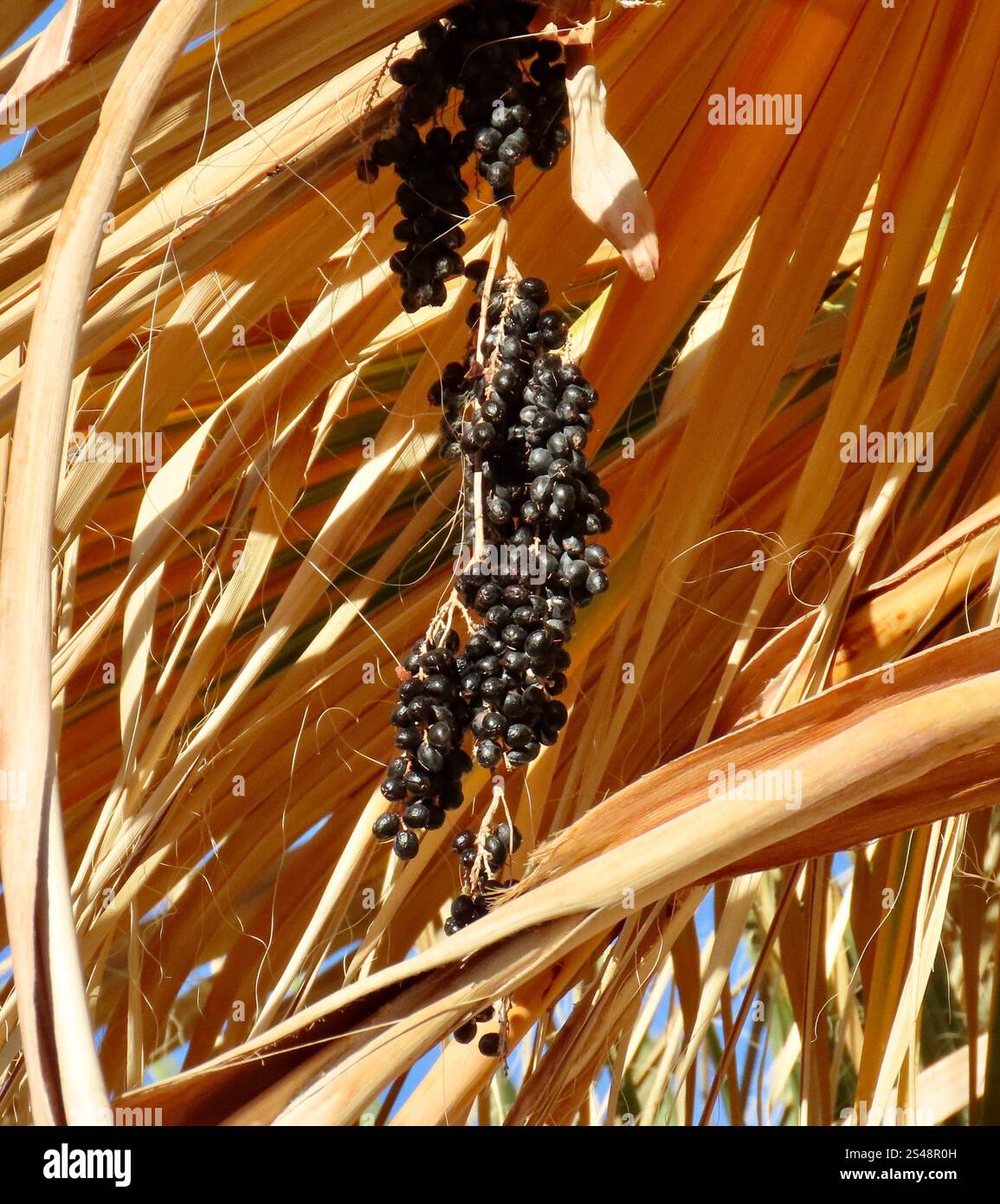 California fan palm (Washingtonia filifera Stock Photo - Alamy