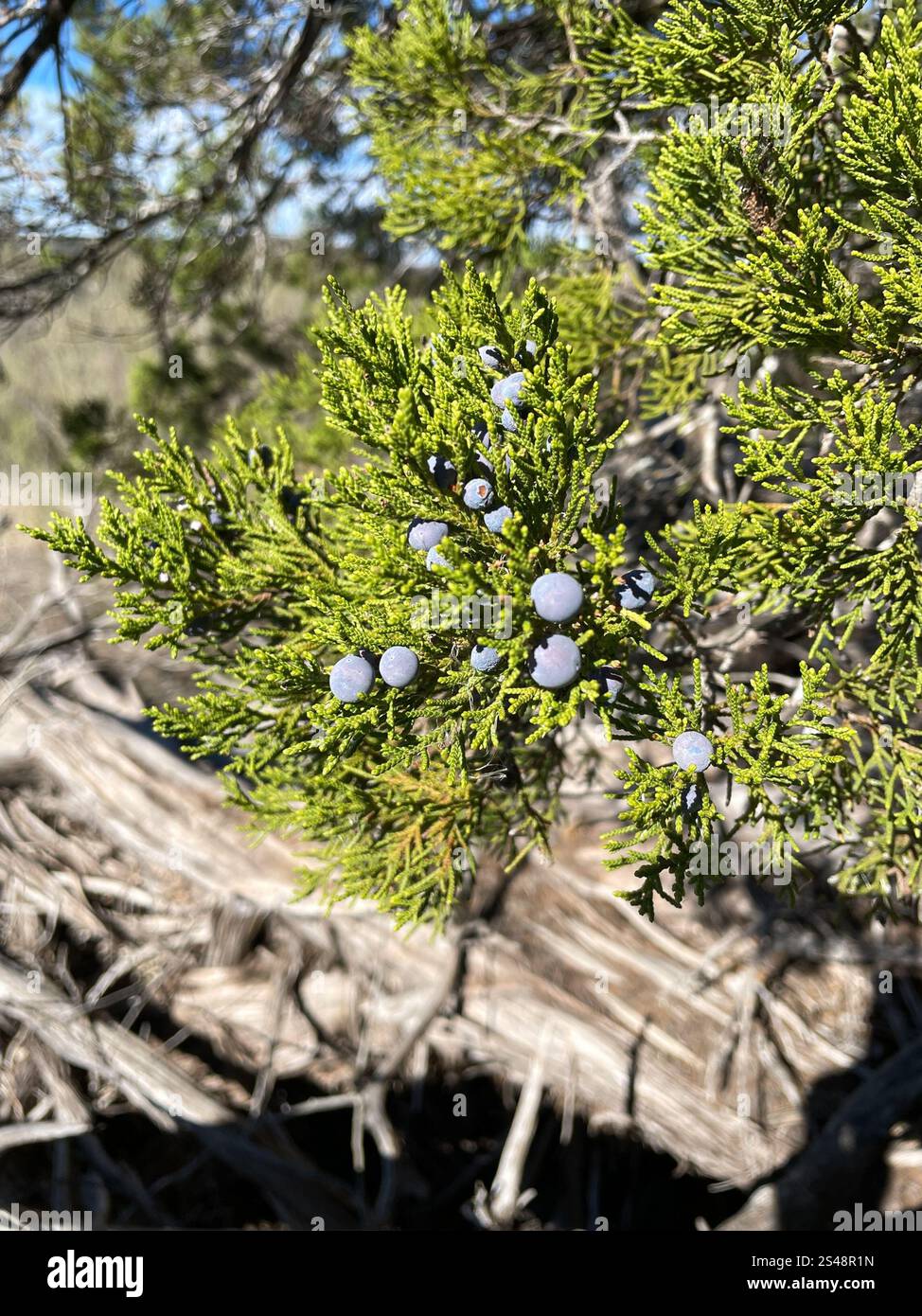 Ashe juniper (Juniperus ashei Stock Photo - Alamy