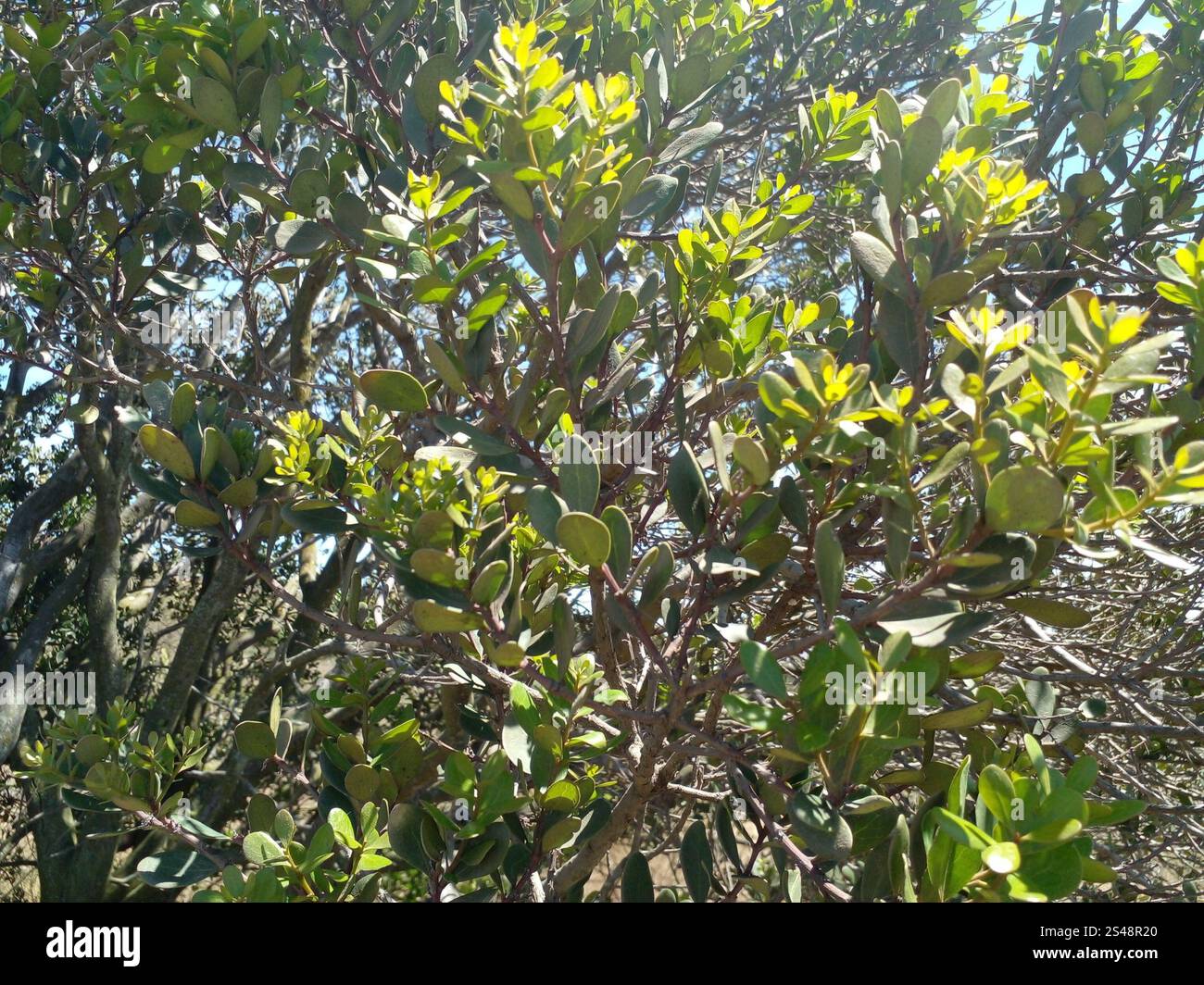 Dune Gwarrie (Euclea racemosa Stock Photo - Alamy