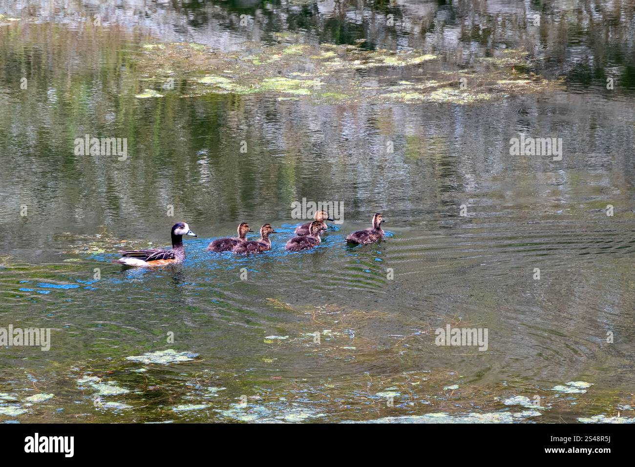 flora and fauna in southern Chile, near Puerto Varas and Frutillar ...
