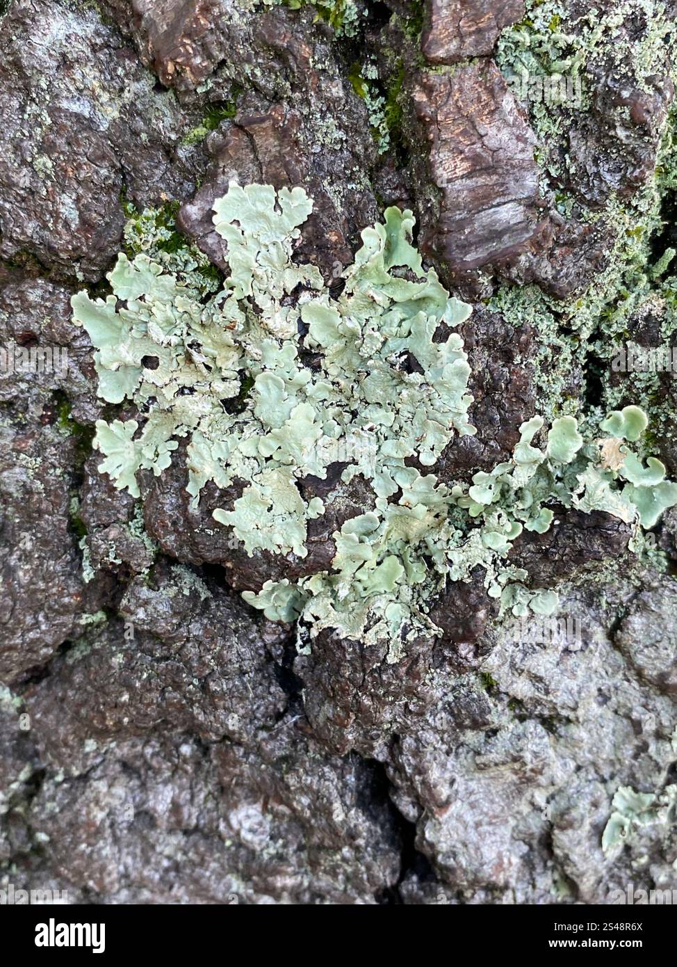 common greenshield lichen (Flavoparmelia caperata Stock Photo - Alamy