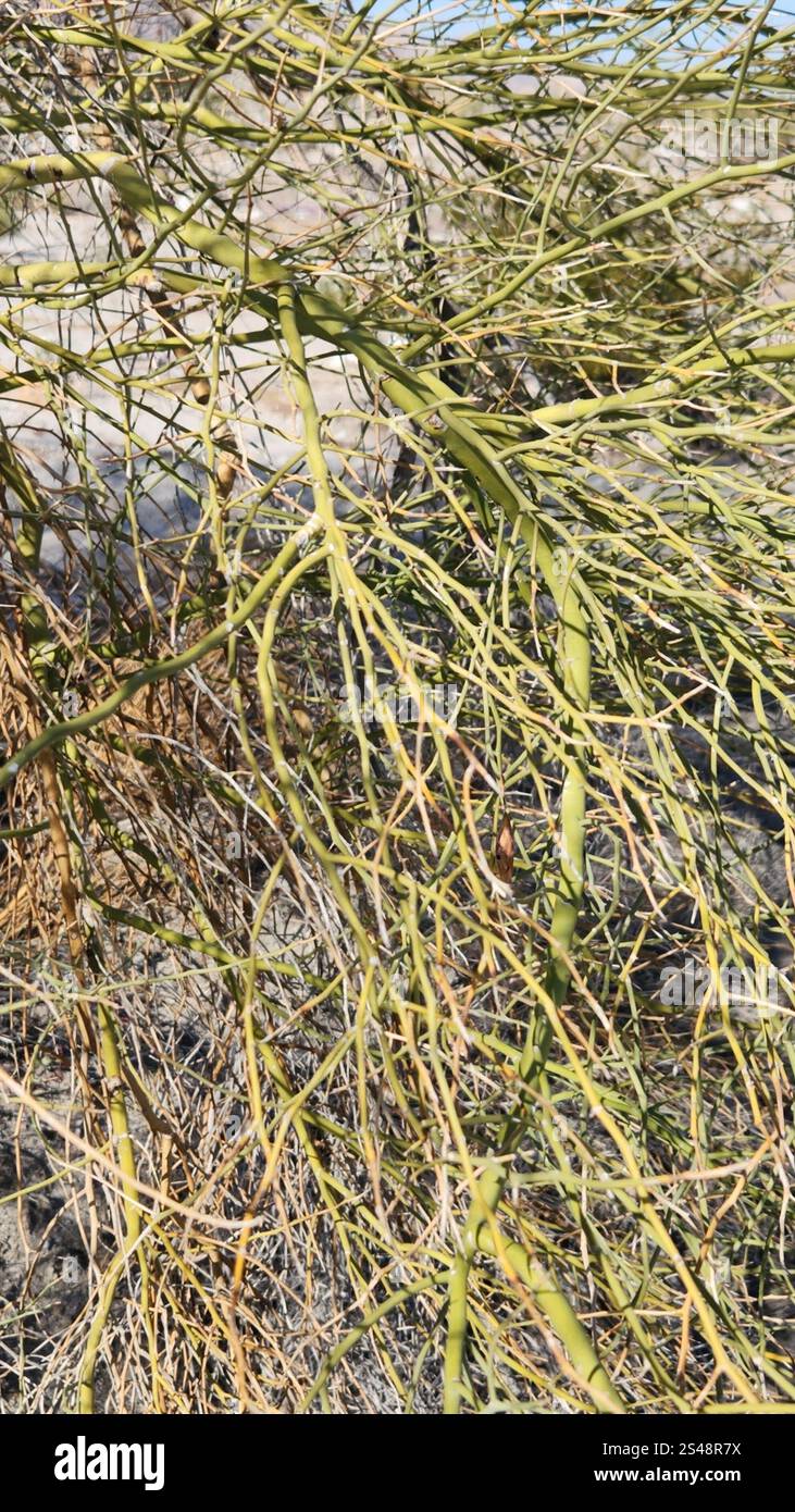 blue palo verde (Parkinsonia florida Stock Photo - Alamy