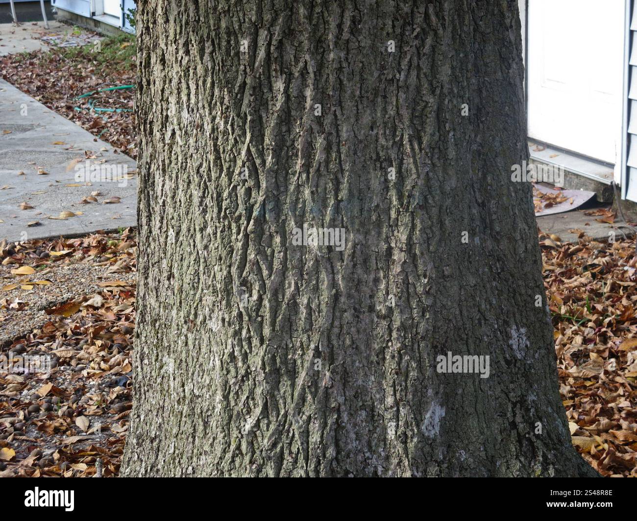 pignut hickory (Carya glabra Stock Photo - Alamy