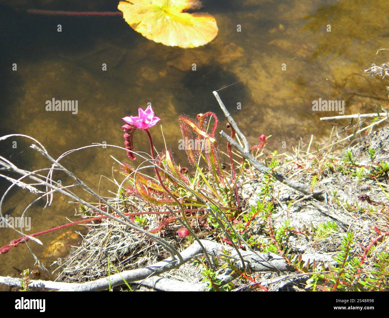 Cape Sundew (Drosera capensis Stock Photo - Alamy