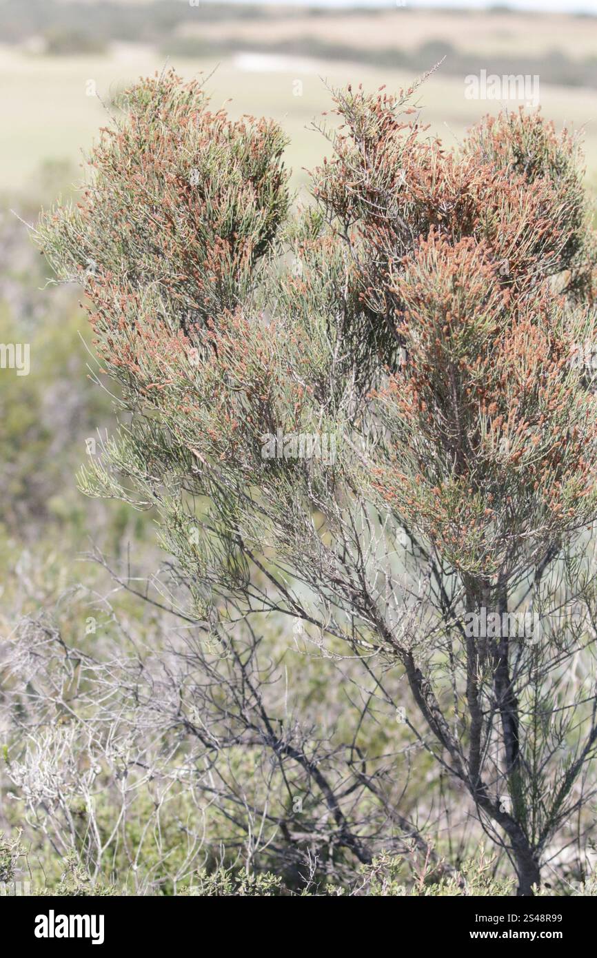 dwarf sheoak (Allocasuarina humilis Stock Photo - Alamy