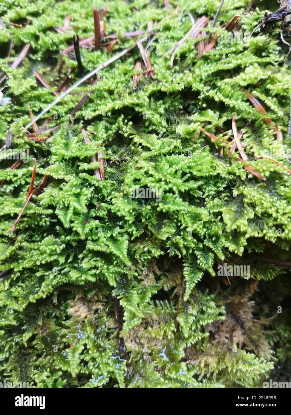 Comb-moss (Ctenidium molluscum Stock Photo - Alamy