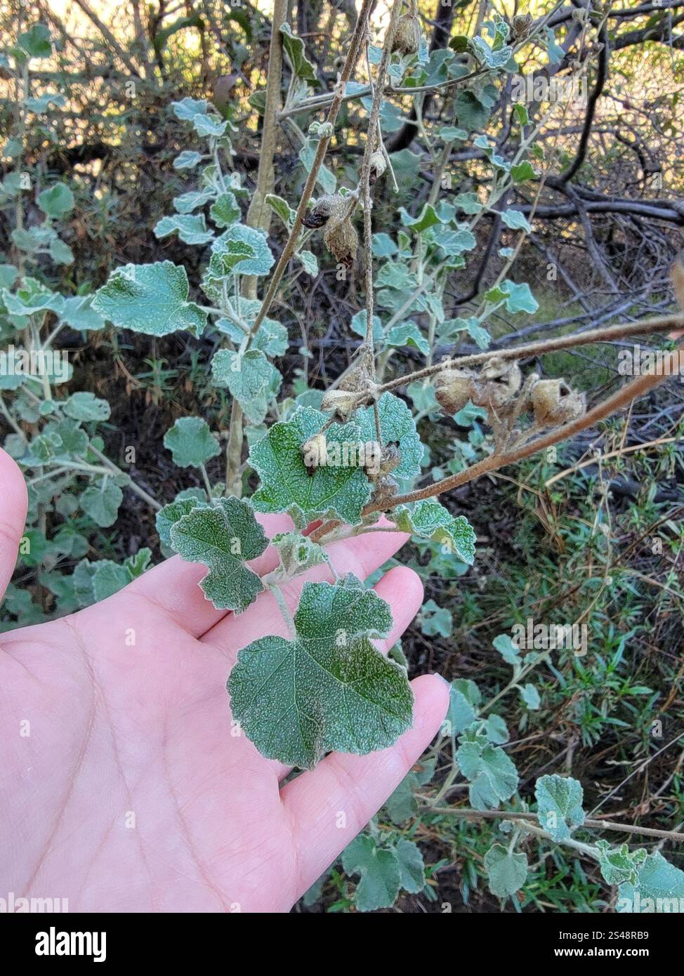 southern coastal bushmallow (Malacothamnus fasciculatus Stock Photo - Alamy