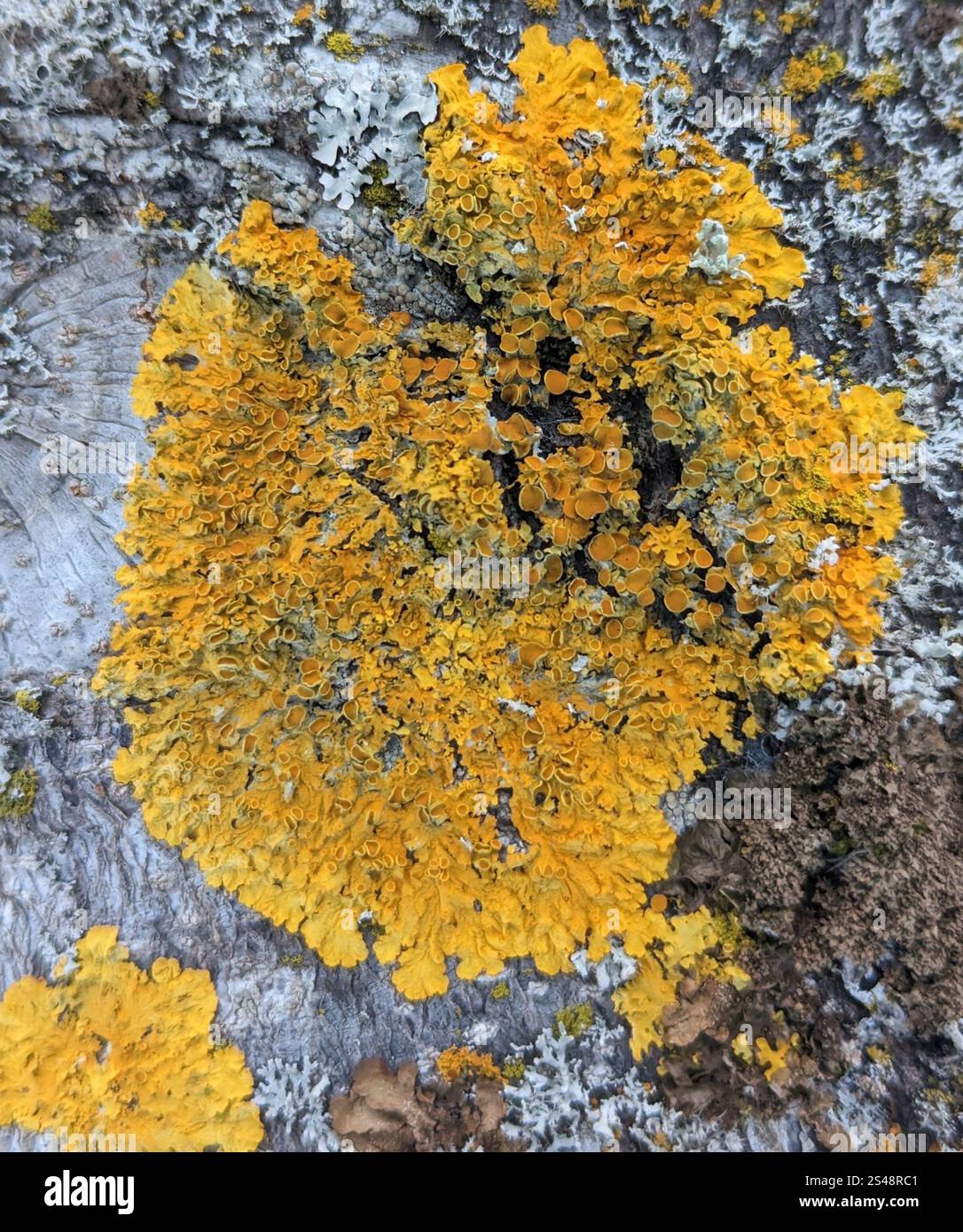 Common Sunburst Lichen (Xanthoria parietina Stock Photo - Alamy