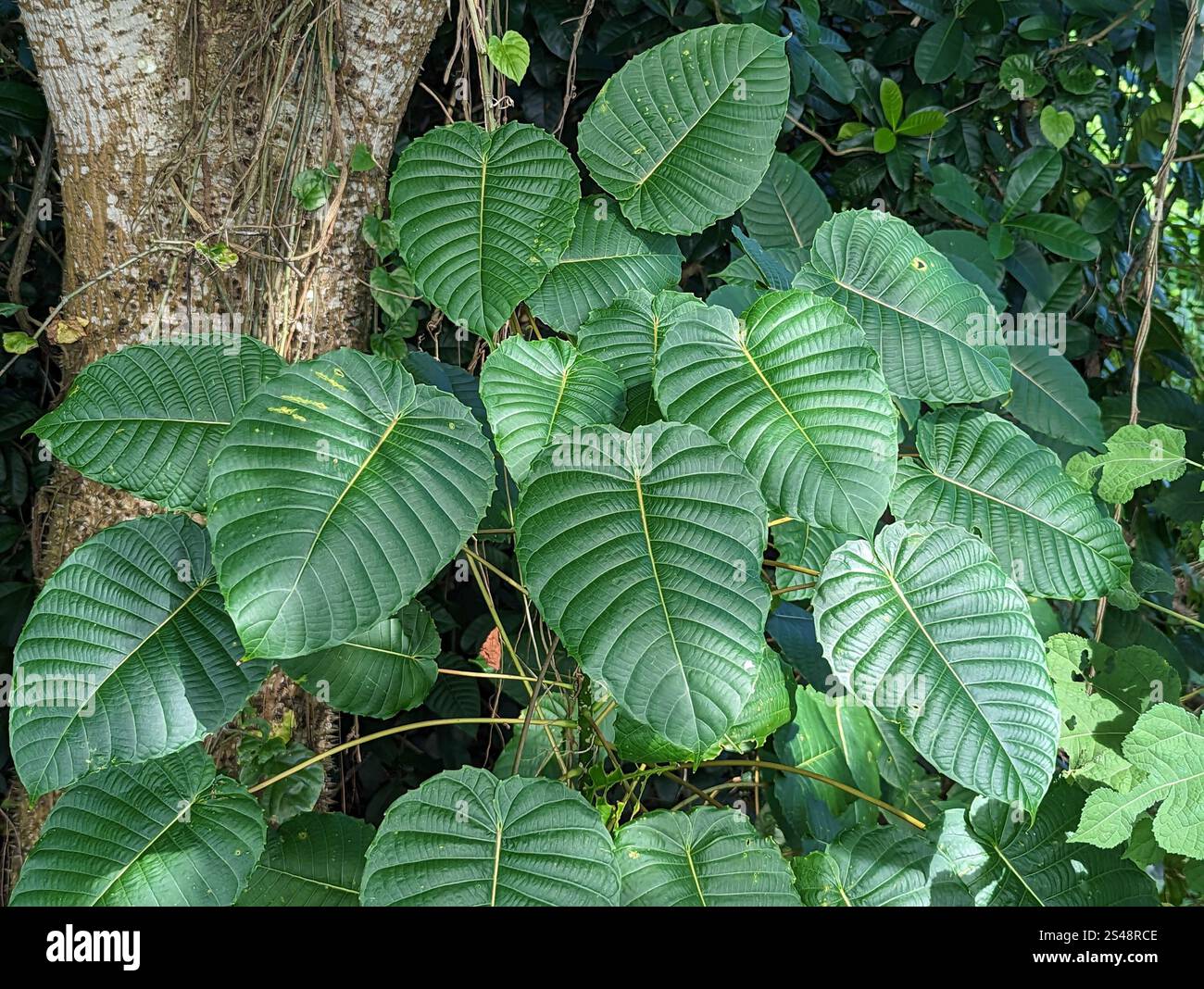 Sandbox Tree (Hura crepitans Stock Photo - Alamy
