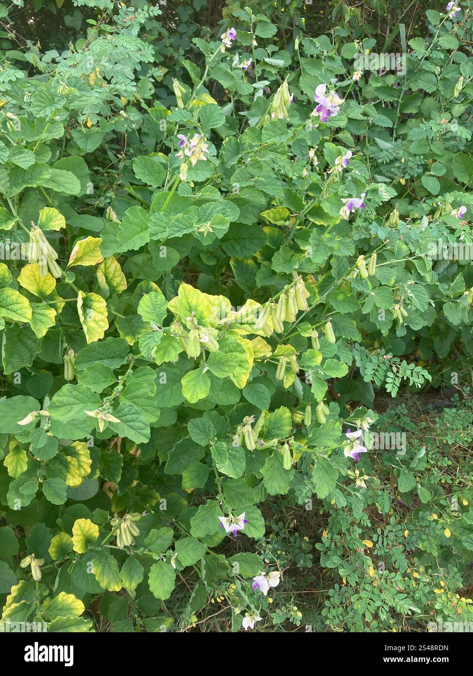 Blue Rattlepod (Crotalaria verrucosa Stock Photo - Alamy