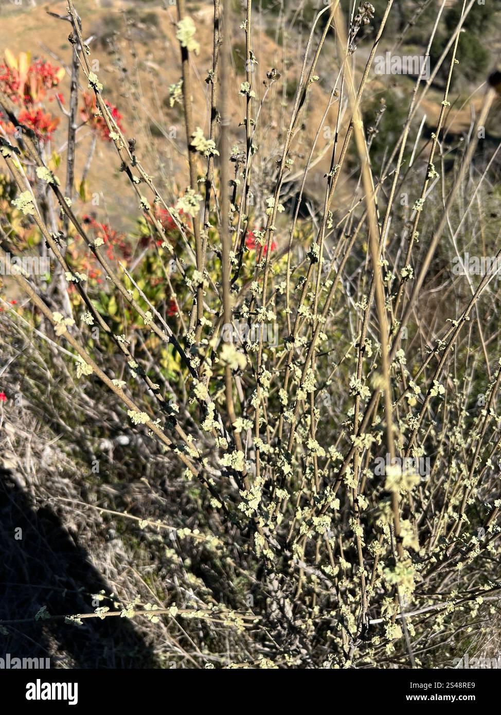 southern coastal bushmallow (Malacothamnus fasciculatus Stock Photo - Alamy