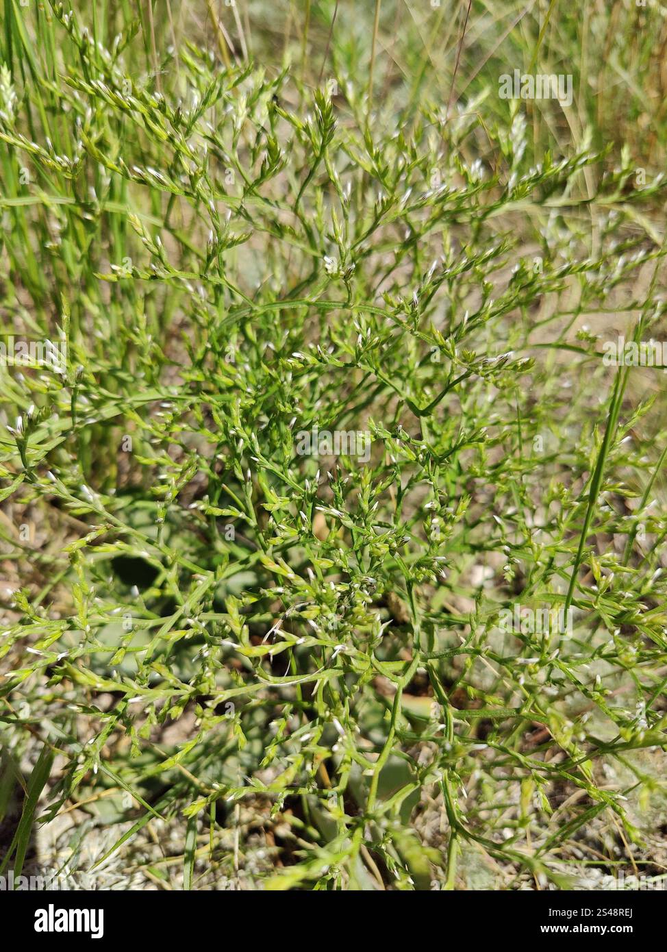 German Statice (Goniolimon tataricum Stock Photo - Alamy