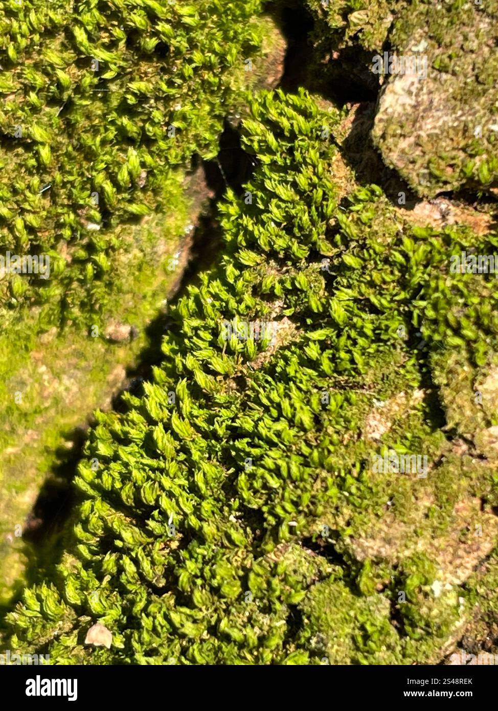 Yoke Mosses (Zygodon Stock Photo - Alamy
