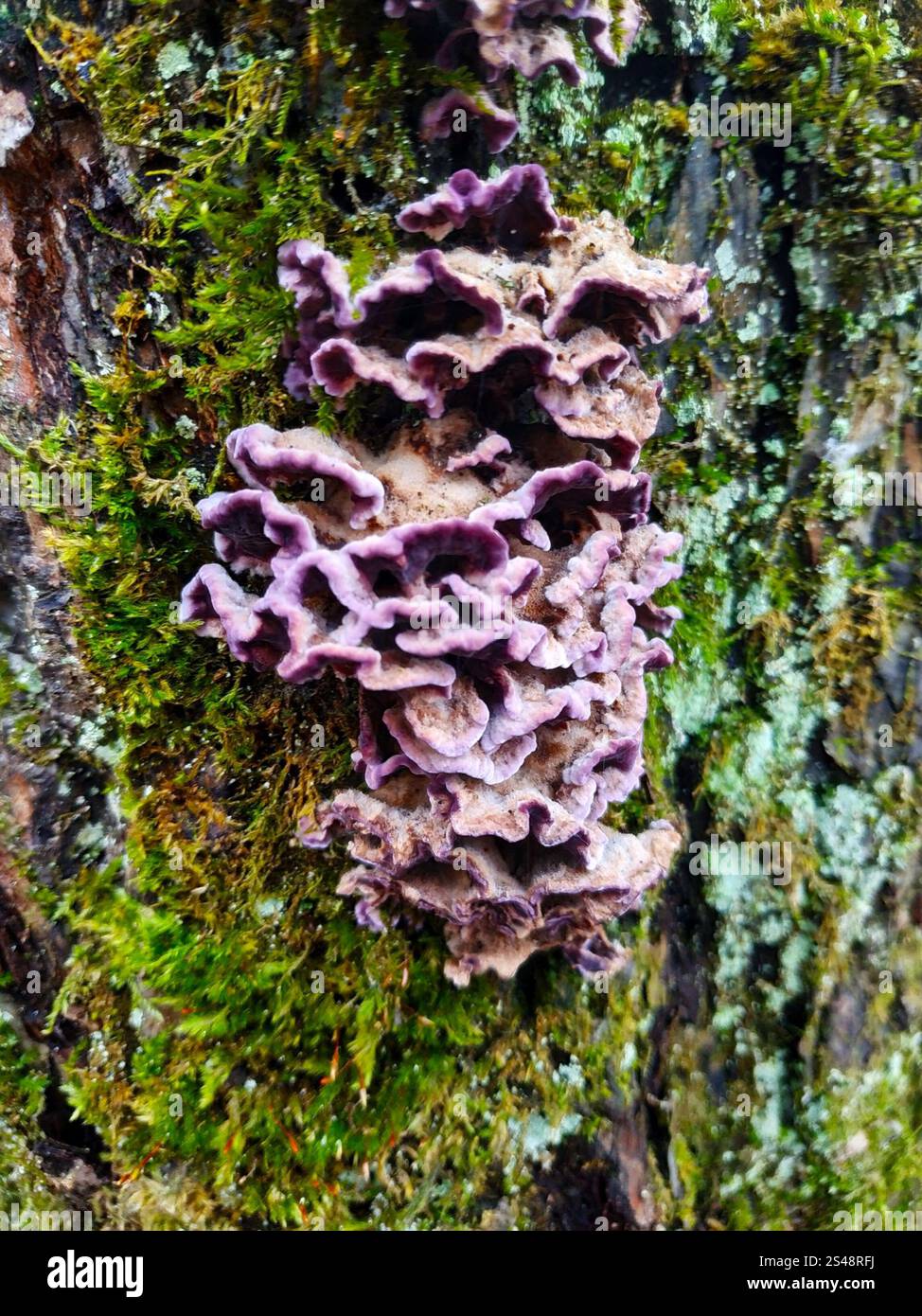 Silverleaf Fungus (Chondrostereum purpureum Stock Photo - Alamy