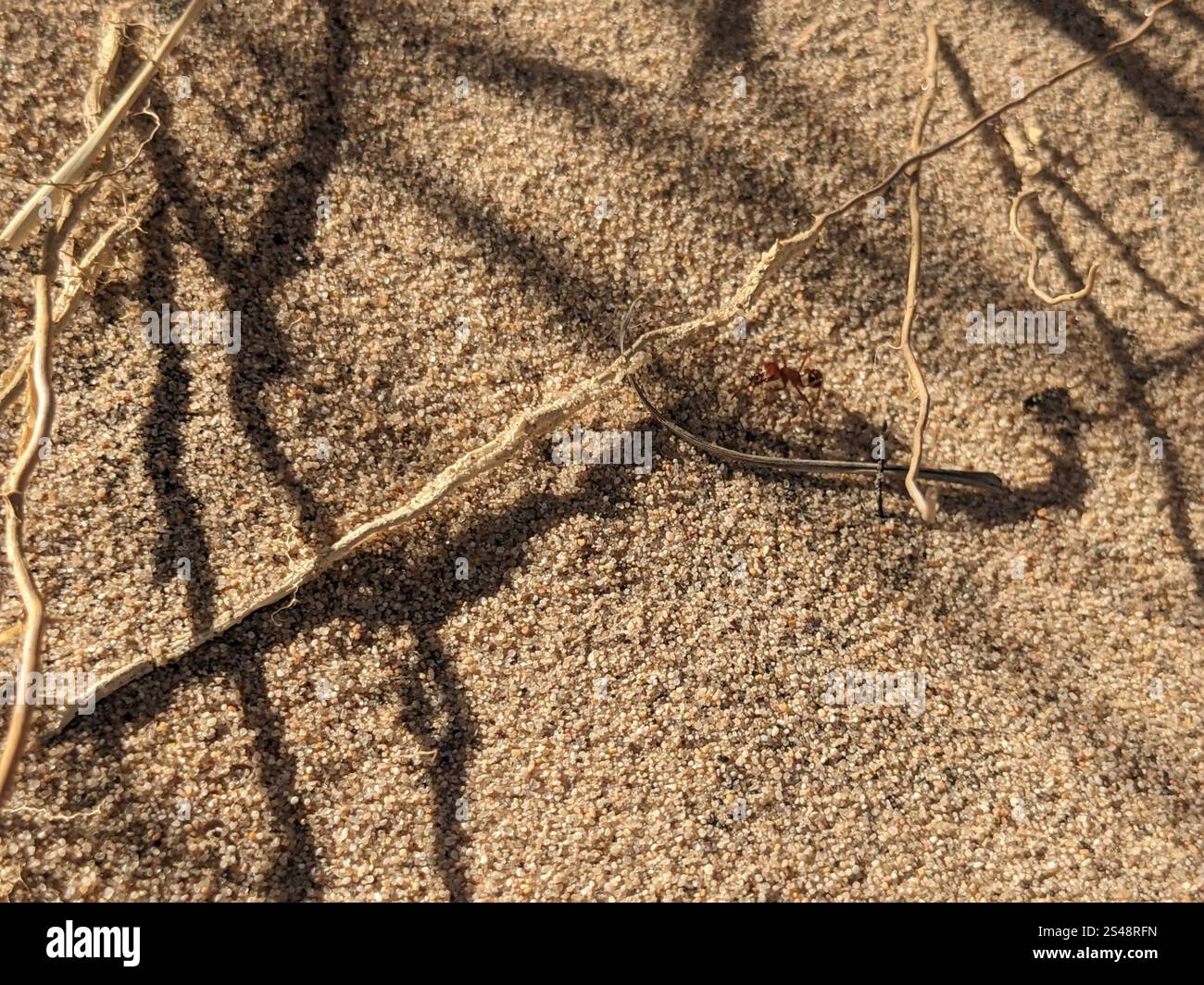 Californicus-group Harvester Ants (Pogonomyrmex californicus Stock ...