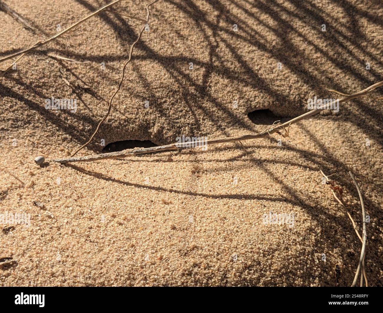 Californicus-group Harvester Ants (Pogonomyrmex californicus Stock ...