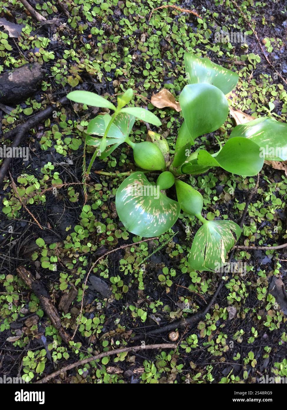 water spangles (Salvinia minima Stock Photo - Alamy