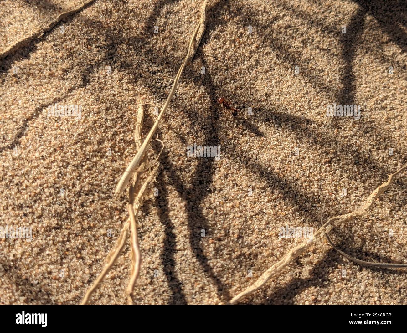 Californicus-group Harvester Ants (Pogonomyrmex californicus Stock ...