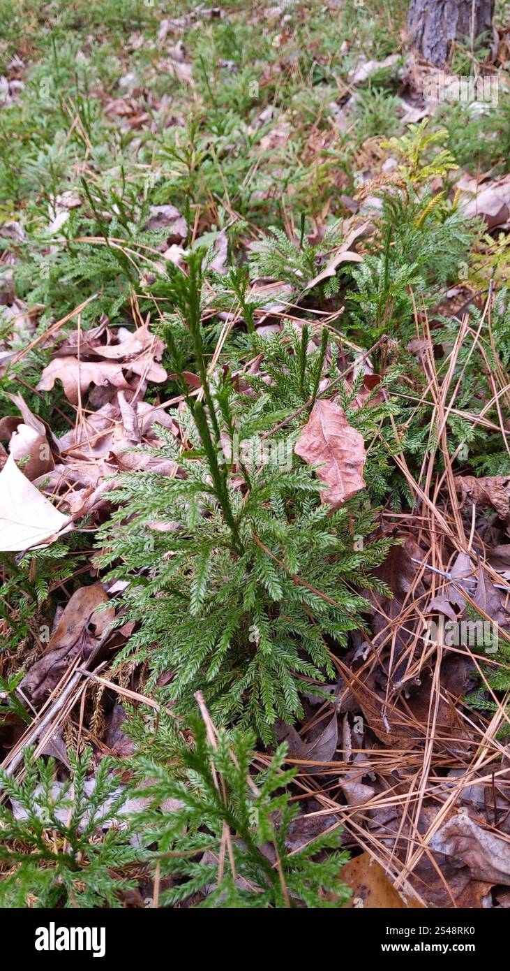 flat-branched tree-clubmoss (Dendrolycopodium obscurum Stock Photo - Alamy