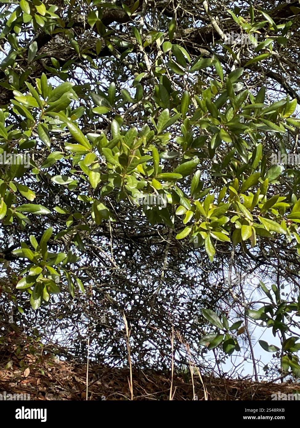 southern live oak (Quercus virginiana Stock Photo - Alamy