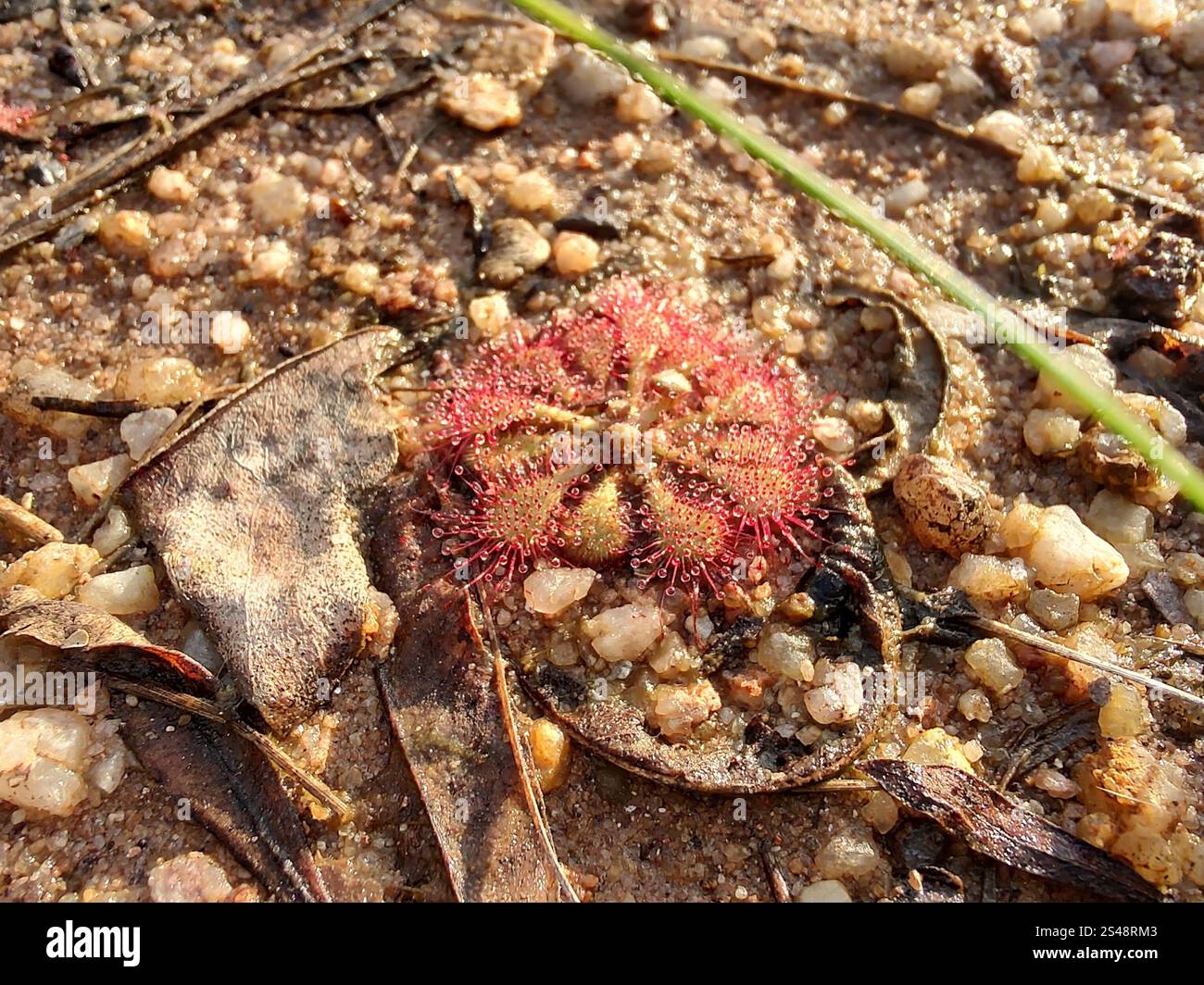dwarf sundew (Drosera brevifolia Stock Photo - Alamy