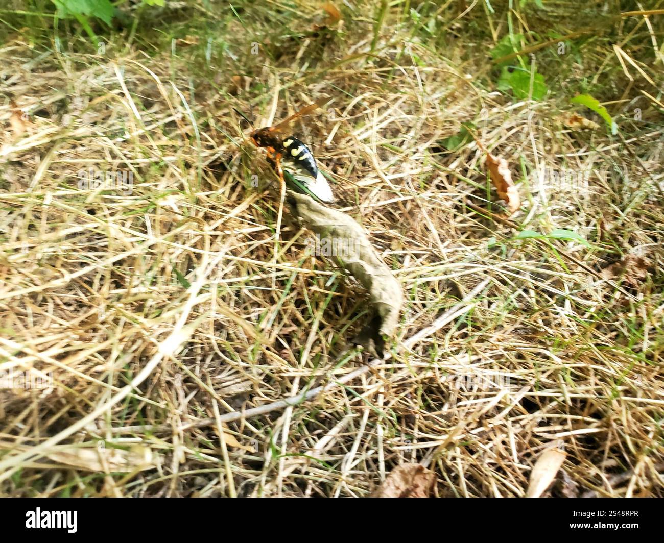 Eastern Cicada-killer Wasp (Sphecius speciosus Stock Photo - Alamy