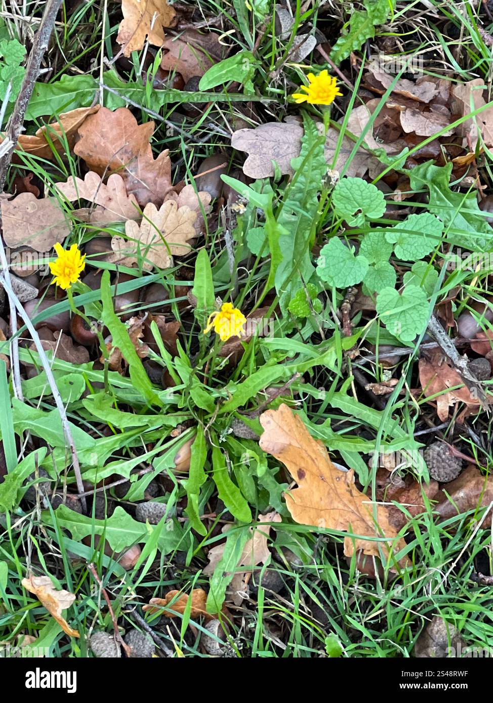 Common Cat's-ear (Hypochaeris radicata Stock Photo - Alamy