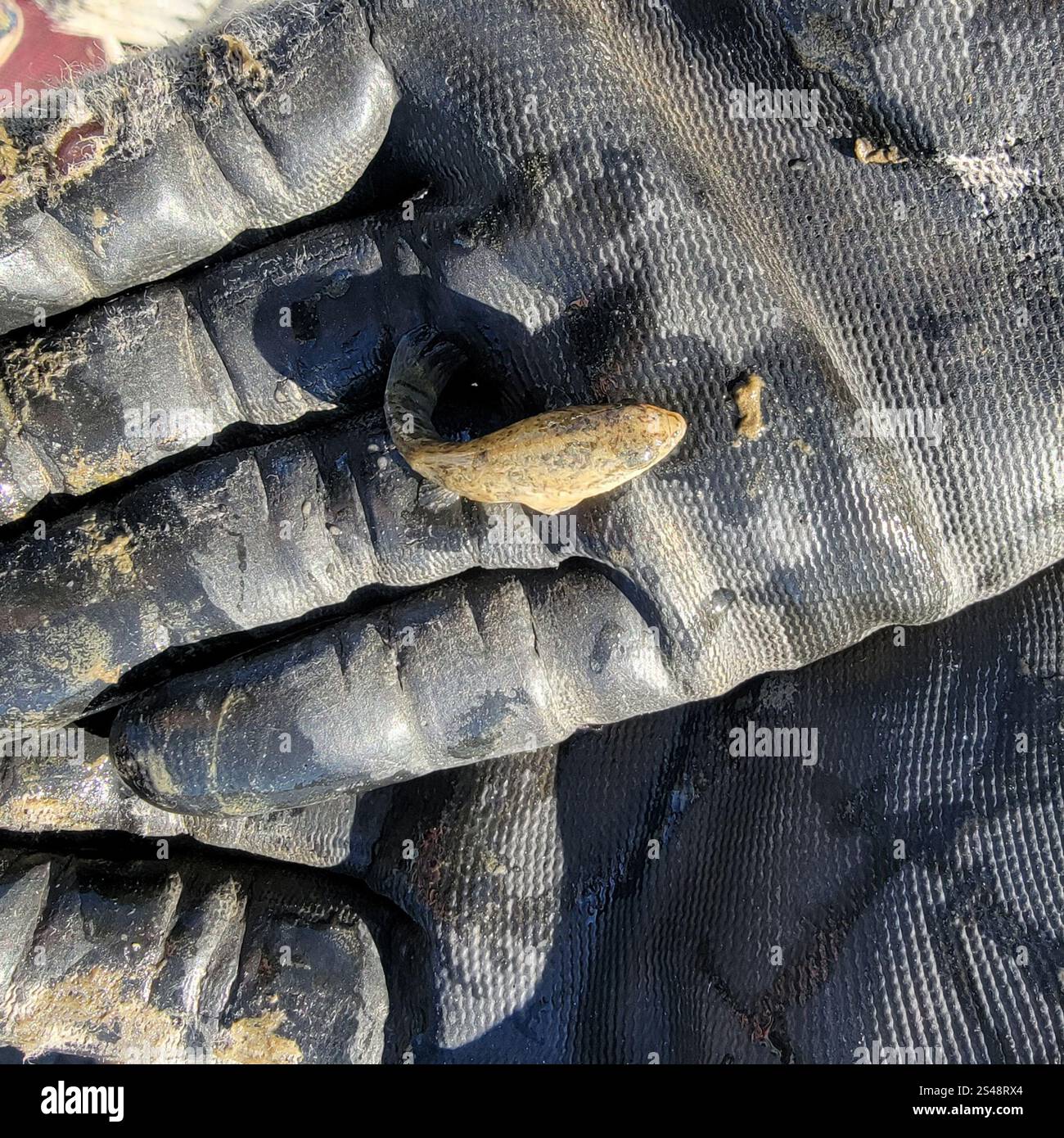 Sheepshead Minnow (Cyprinodon variegatus Stock Photo - Alamy