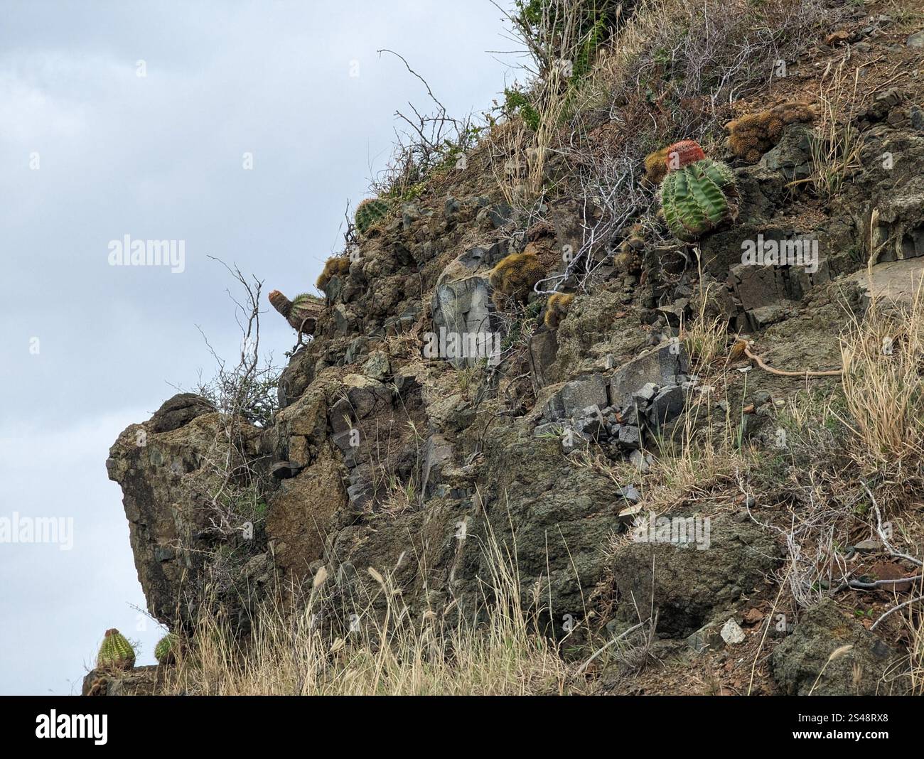 Turk's Cap Cactus (Melocactus intortus Stock Photo - Alamy
