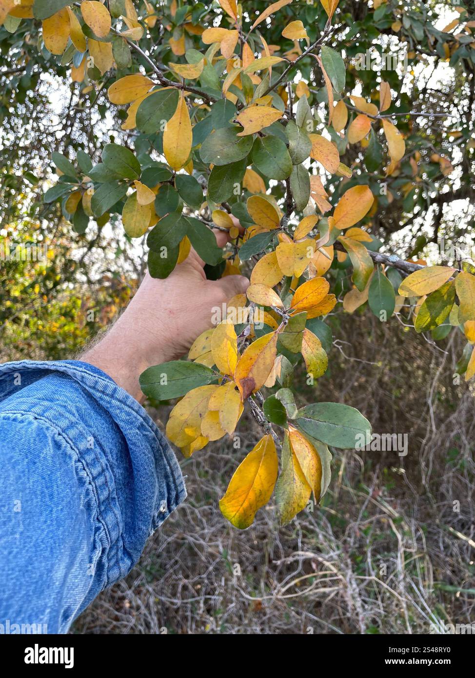 Gum bumelia (Sideroxylon lanuginosum Stock Photo - Alamy