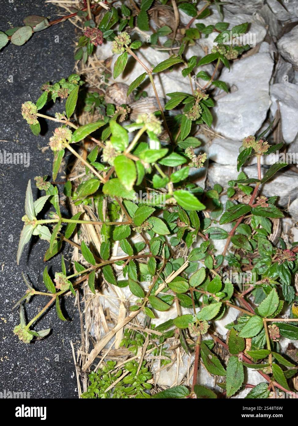 Asthma plant (Euphorbia hirta Stock Photo - Alamy