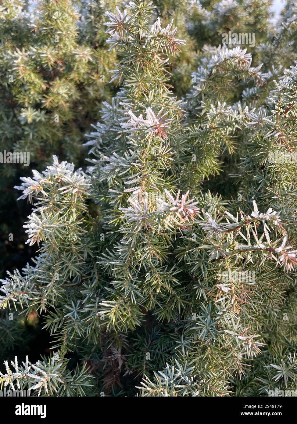 common juniper (Juniperus communis Stock Photo - Alamy