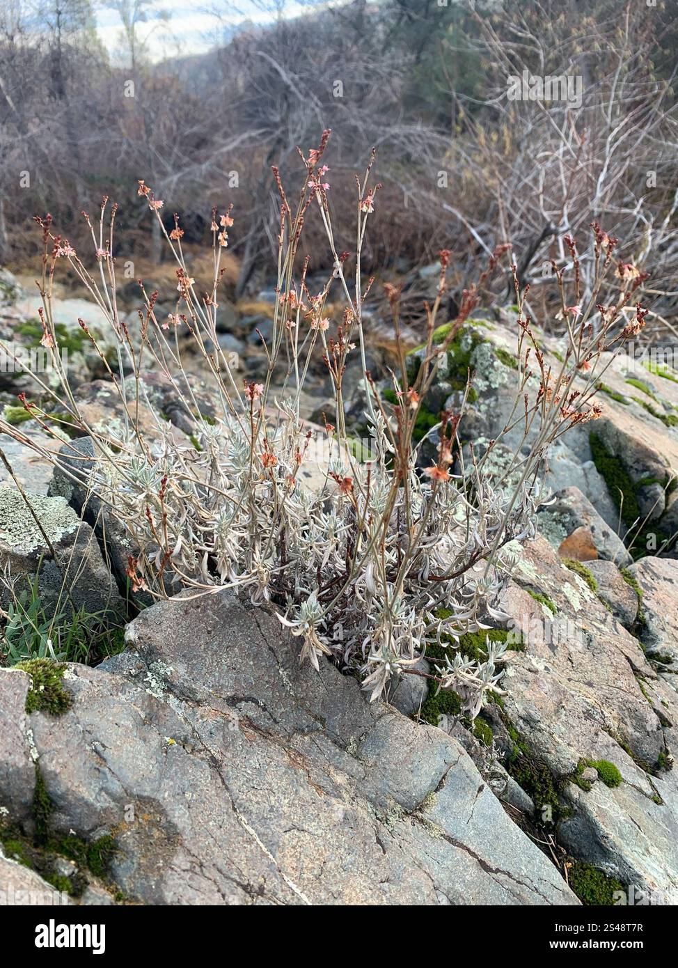 Wright's buckwheat (Eriogonum wrightii Stock Photo - Alamy