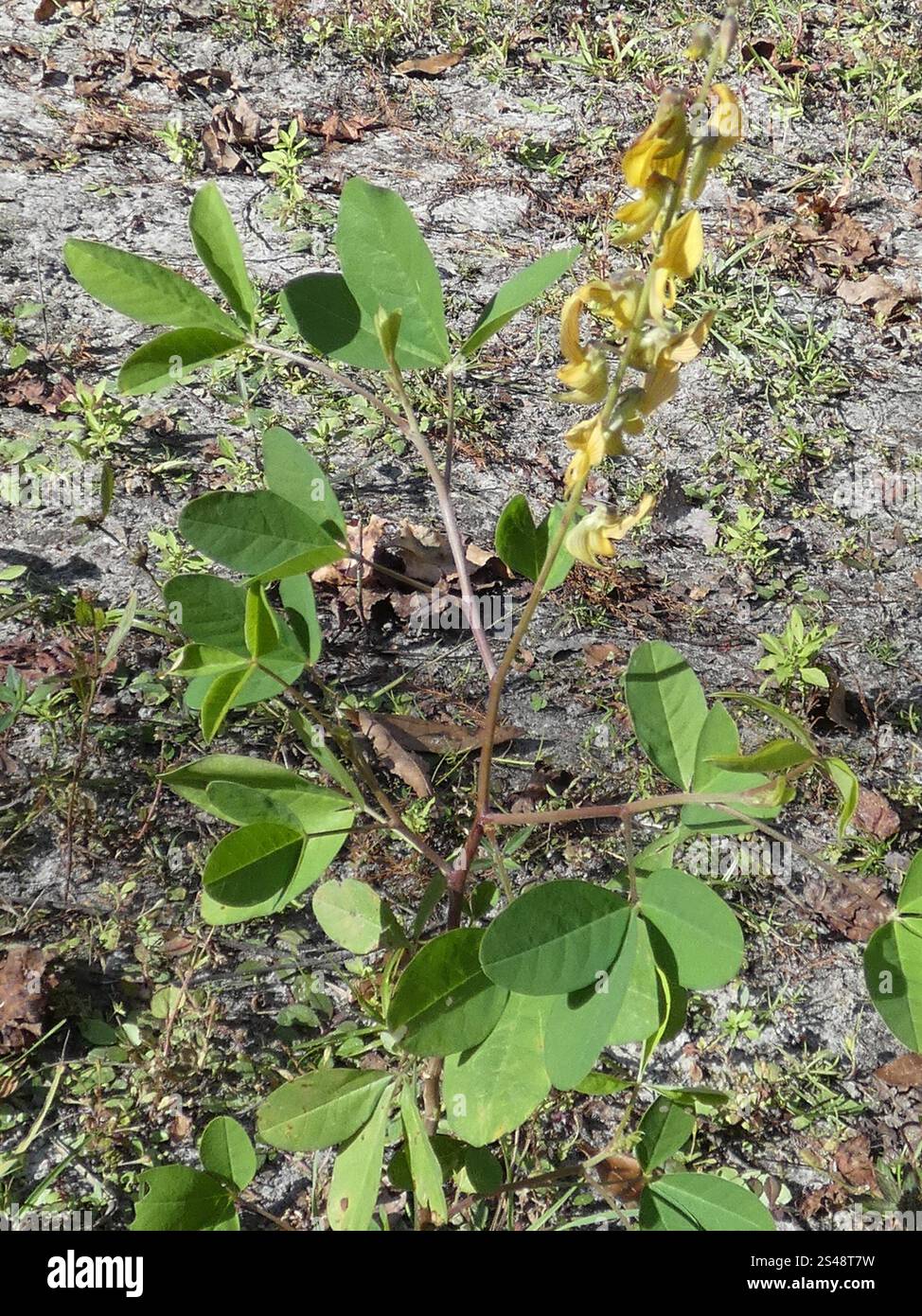 Streaked Rattlepod (Crotalaria pallida Stock Photo - Alamy
